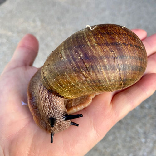 Outside School Hours Care Incursions - Wild Rangers Wildlife To You